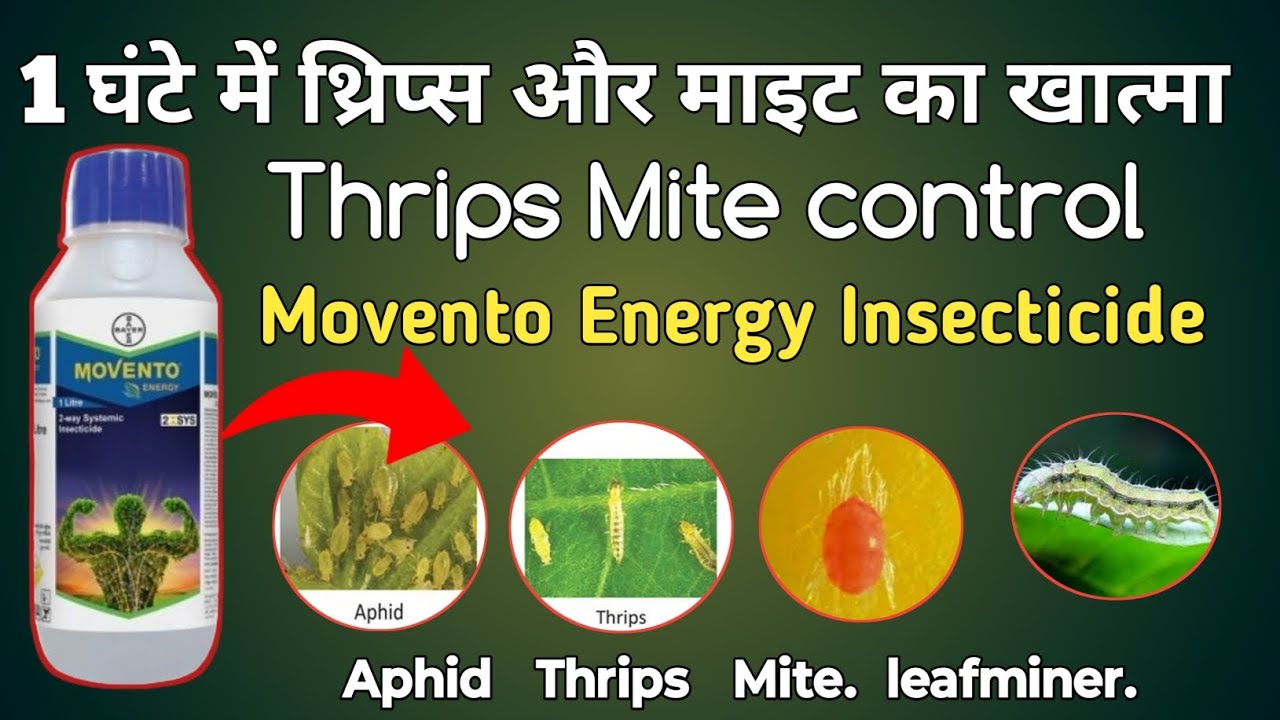 Thrips Control Insecticide | New Movento Energy Insecticide | Bayer ...