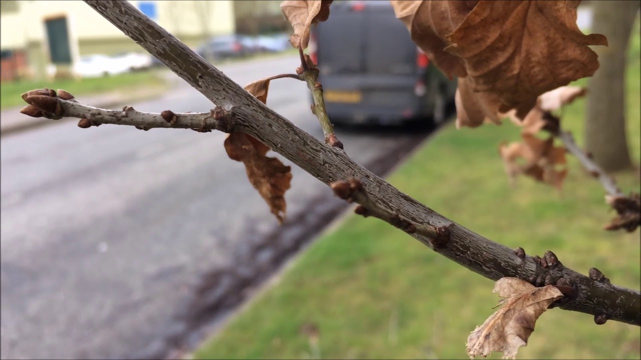 Sessile oak (Quercus petraea) - buds and branches - January 2018 - YouTube