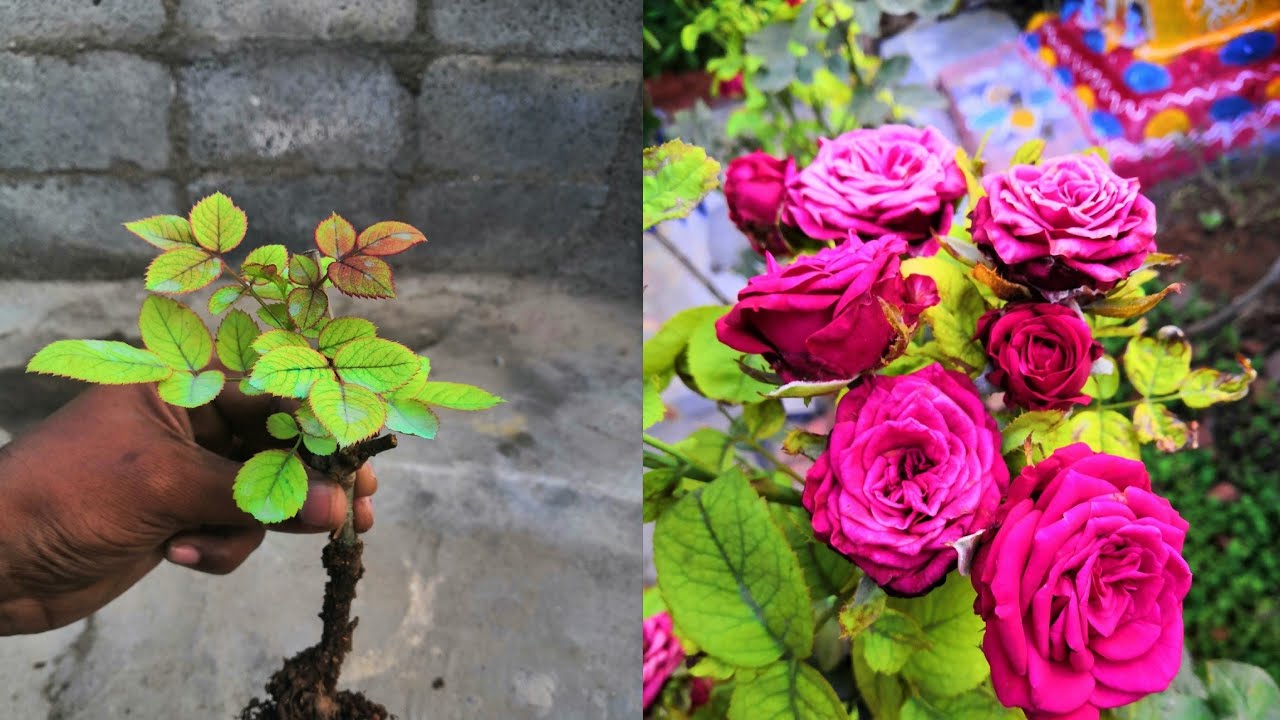 How to save a dying rose plant | Proven tips for reviving your roses ...