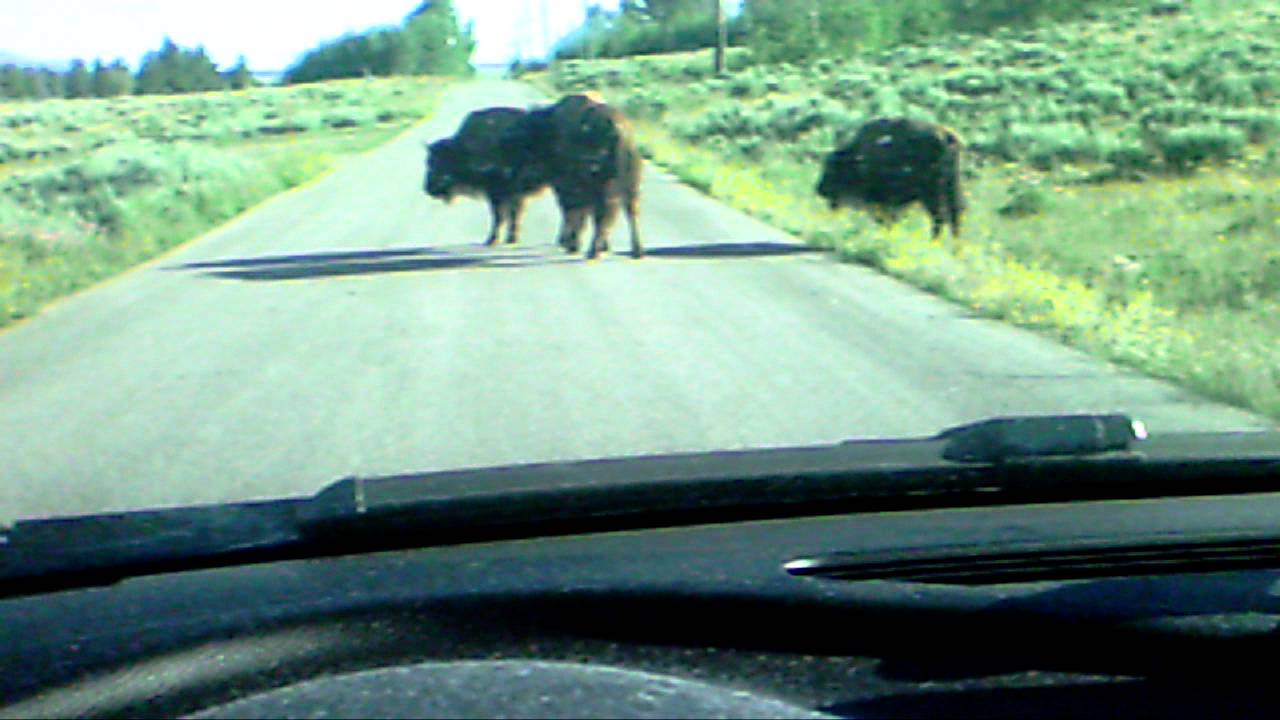 Jim chasing Bison in Wyoming - YouTube