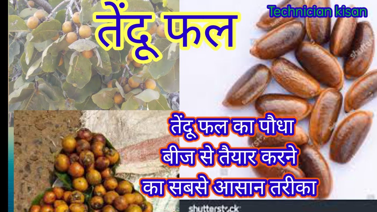 तेंदू फल का पेड़ बीज से कैसे तैयार करें? How to grow Tendu fruit plant ...