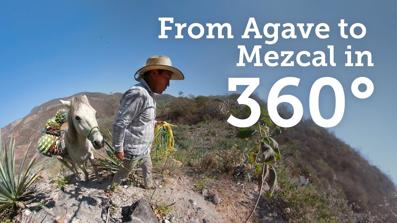 Uncovering the Mystery of How Mezcal is Made in Mexico – 360° - YouTube