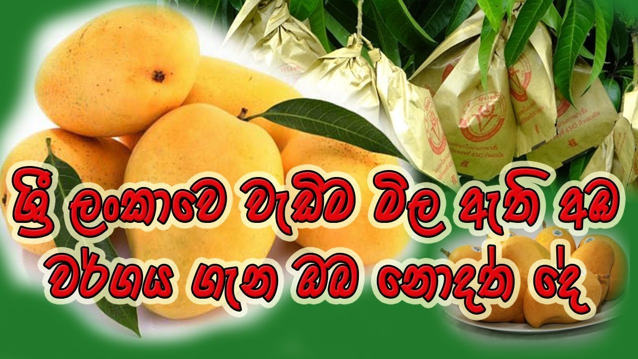 TJC Mango Cultivation in Sri Lanka(CIC Farm-Pelwehera ) - YouTube