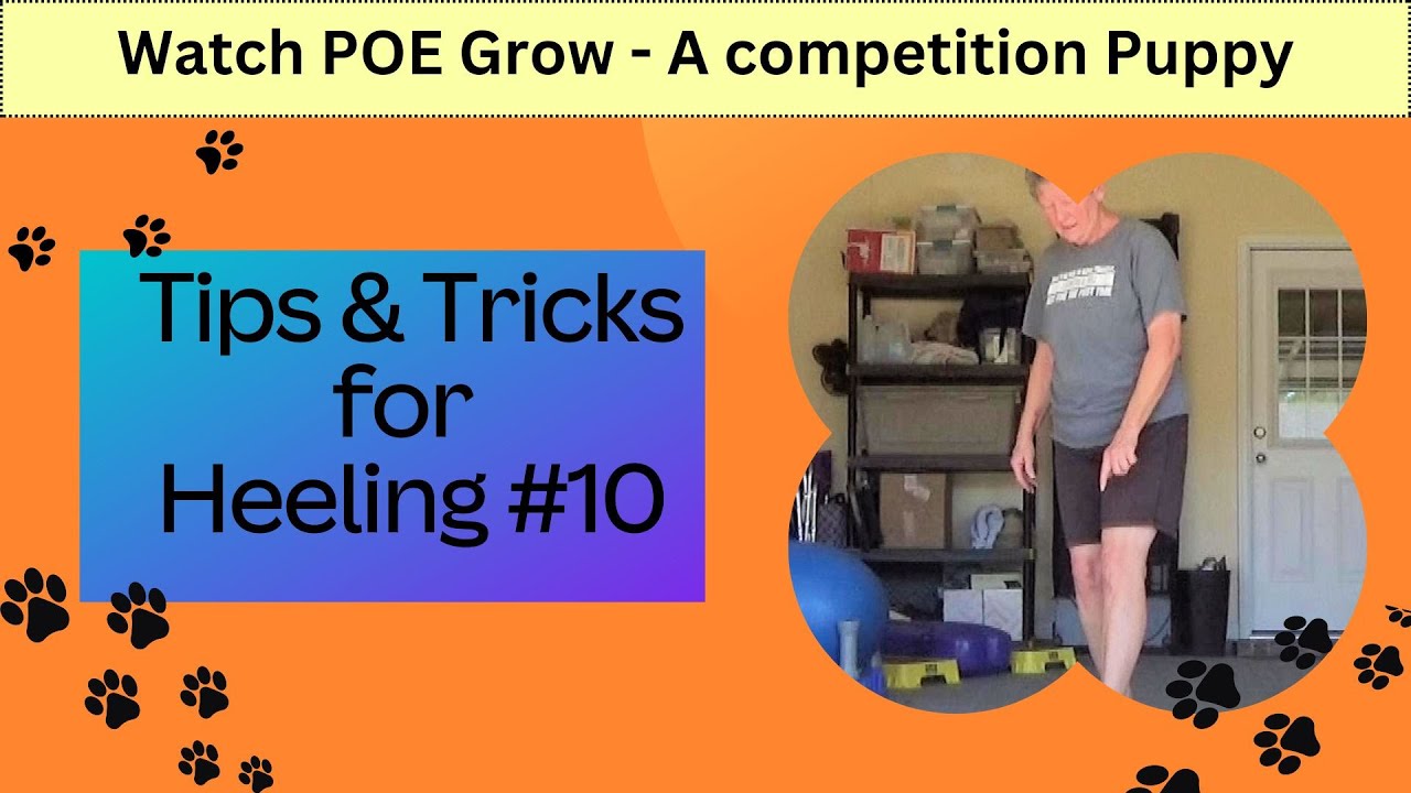 10 Heeling Handling adding Halts - Watch POE Grow - The life and ...