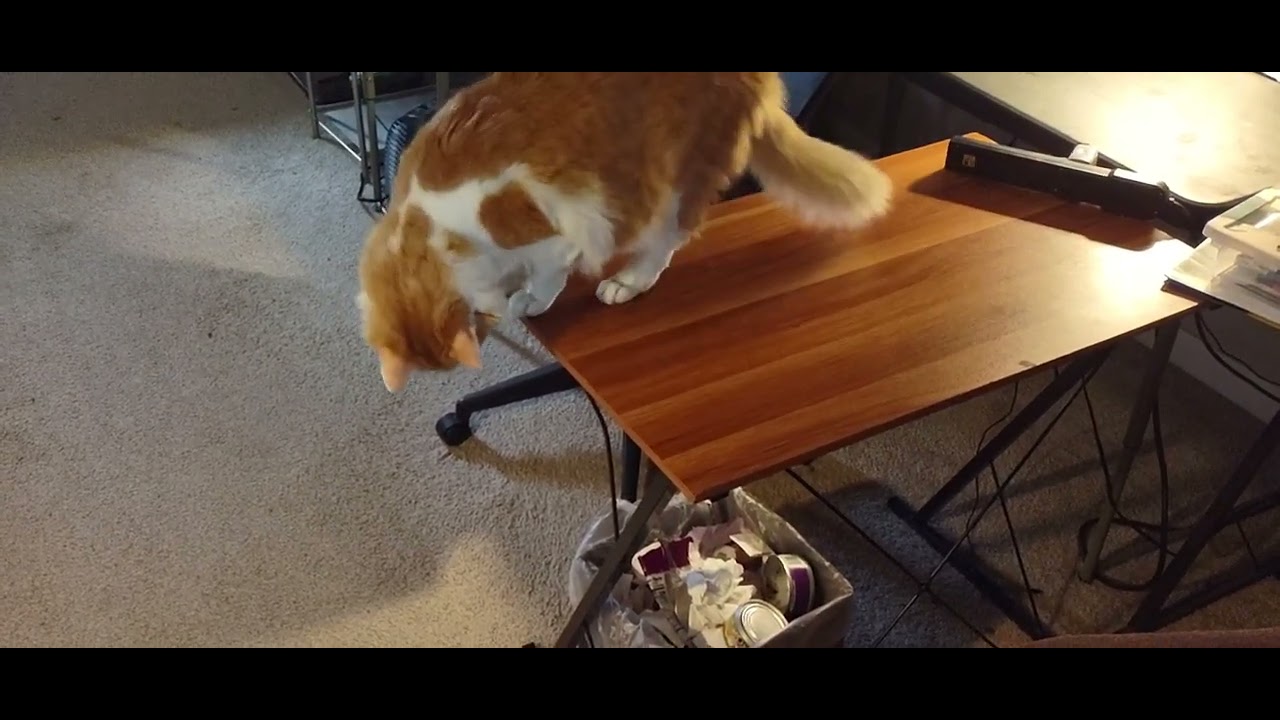 My Cat Is Chasing A Fly - YouTube