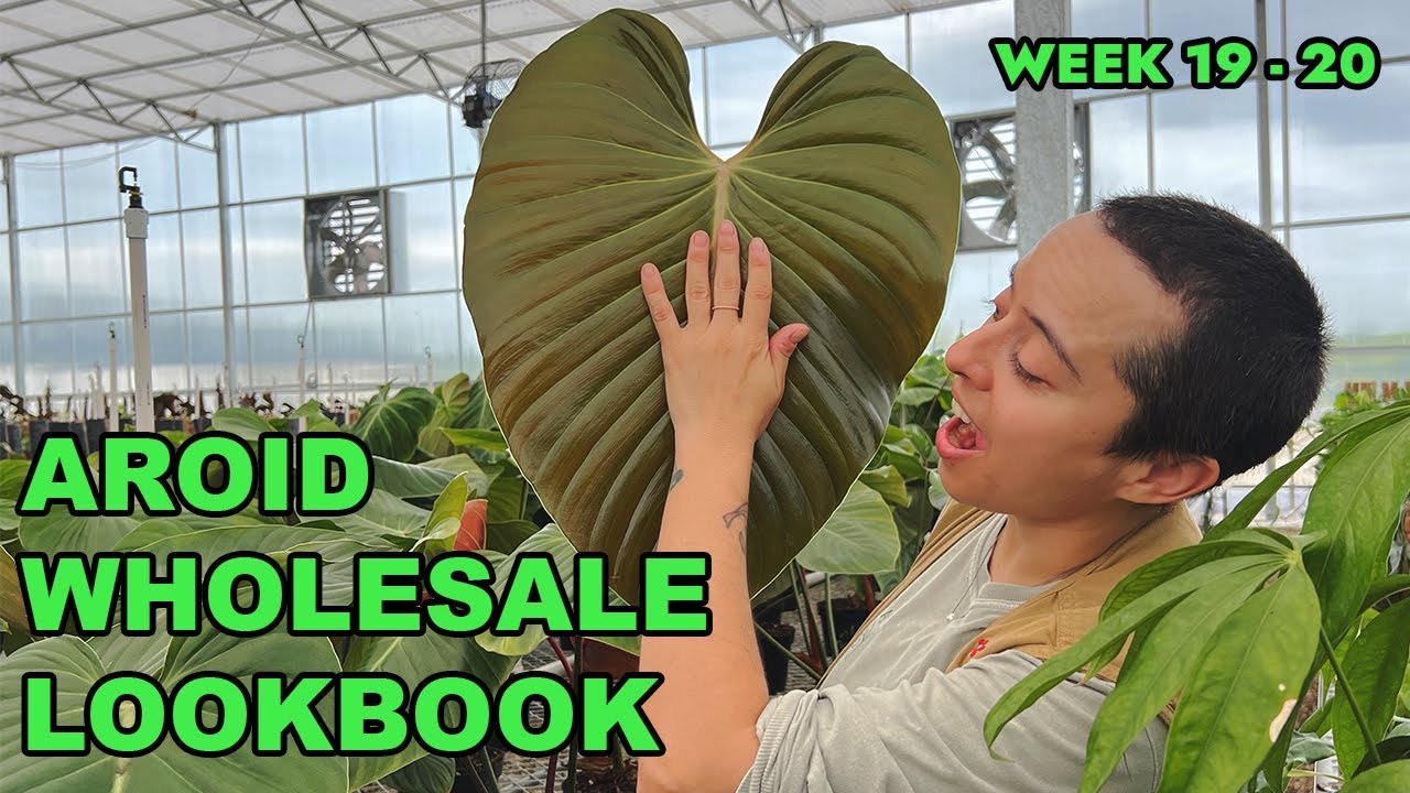 Aroid Greenhouses Wholesale Look Book | Week 19 & 20 | Plant Availability List - YouTube