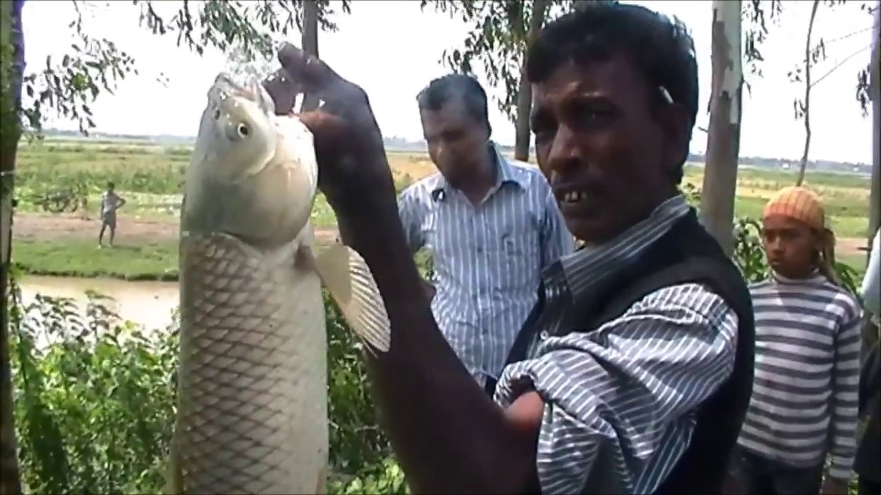 biggest grass carp - YouTube