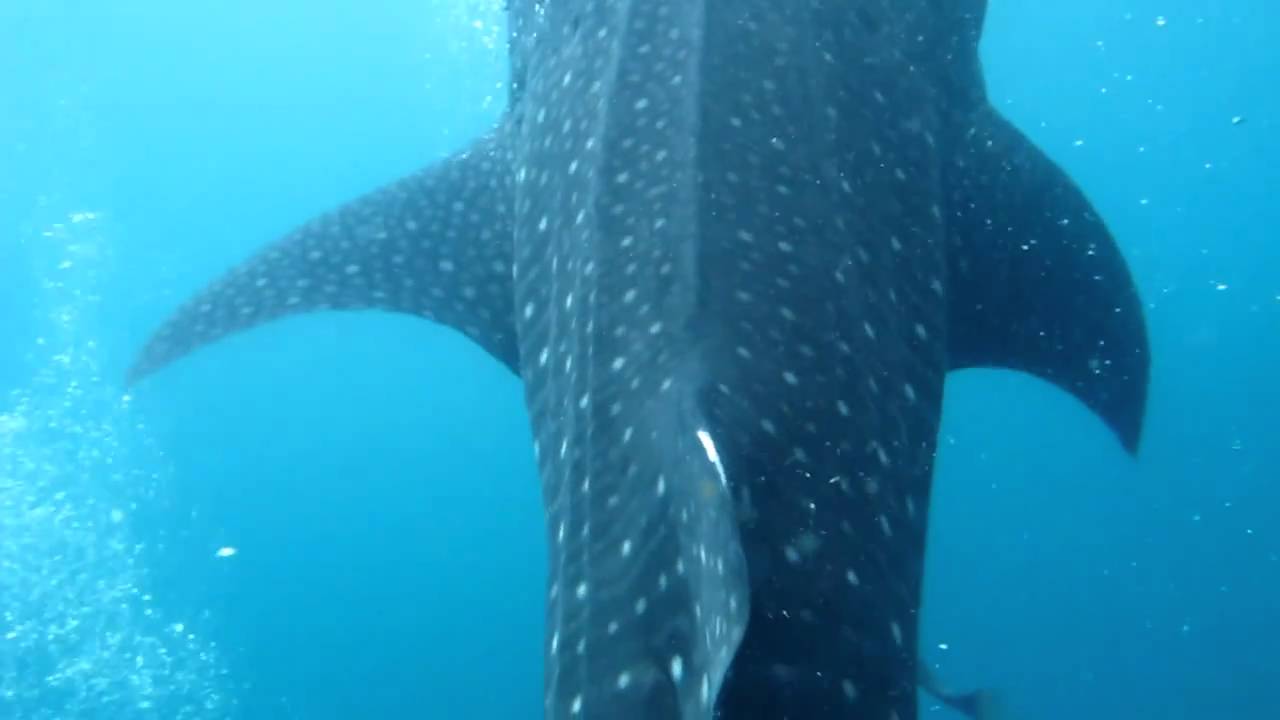 Big Bertha "going vertical" having a feed! - YouTube