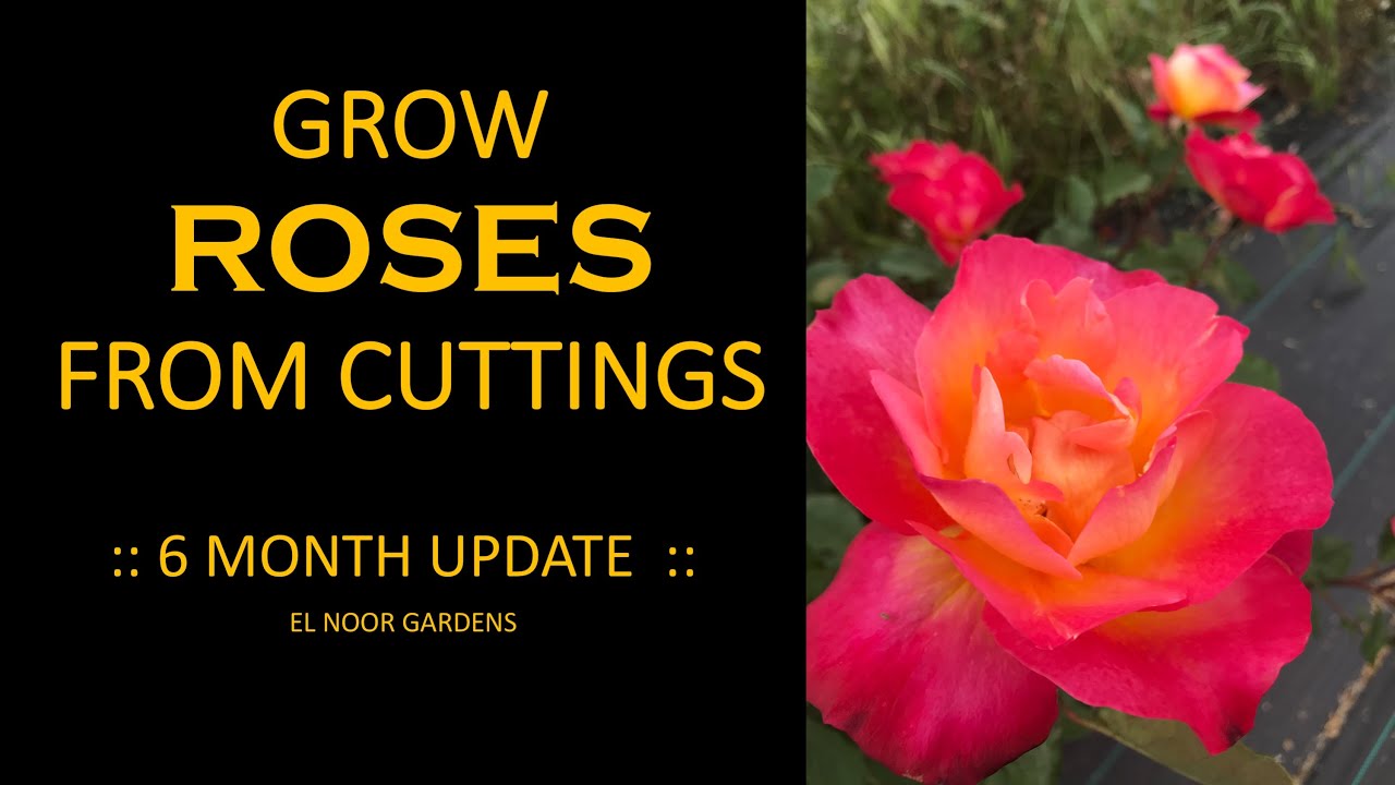 Growing Roses From Cuttings: Before & After 6 Months - YouTube
