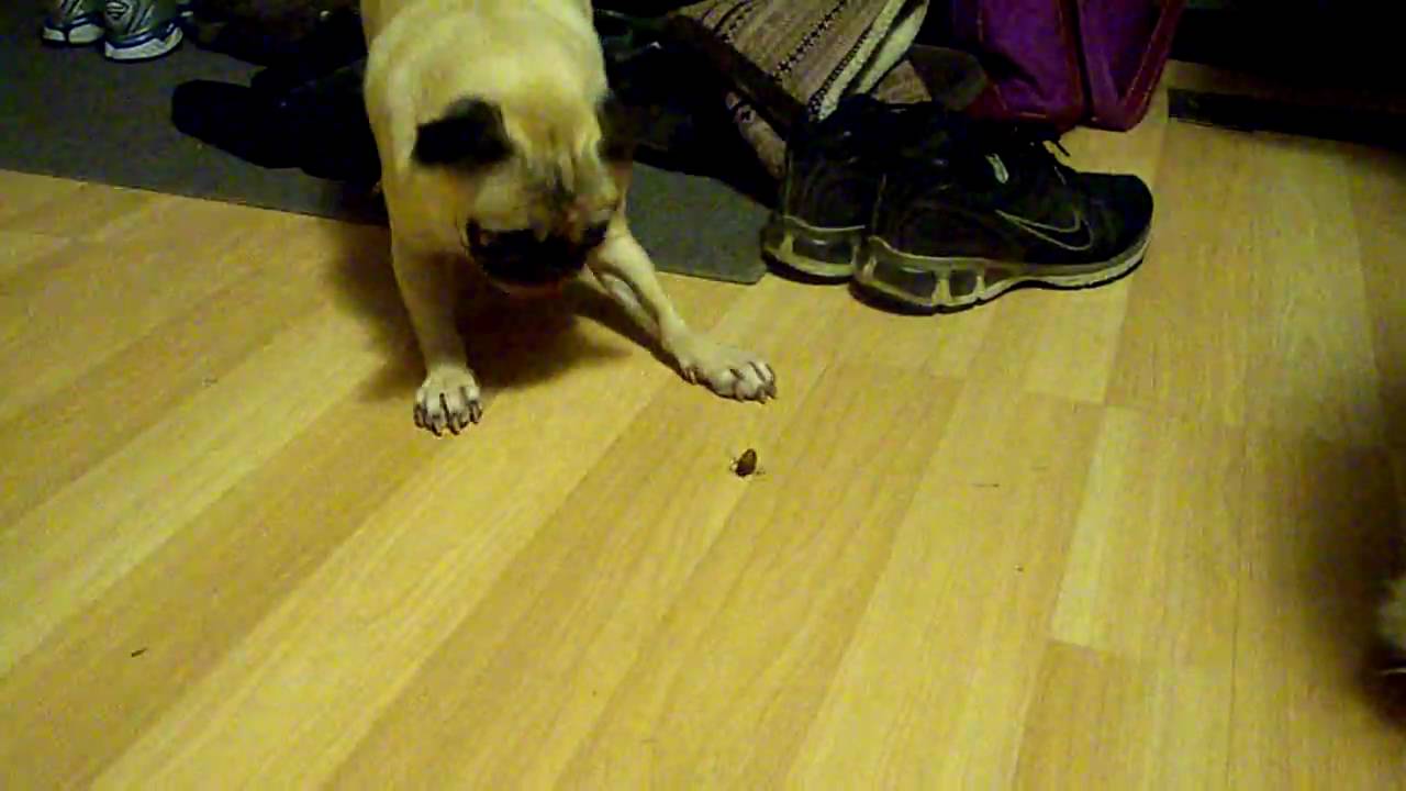 Pug vs bug - YouTube
