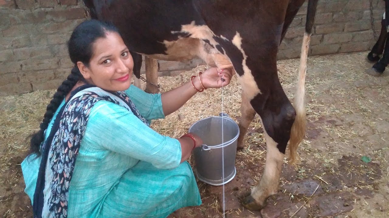 cow milk milking by hand village life style - YouTube