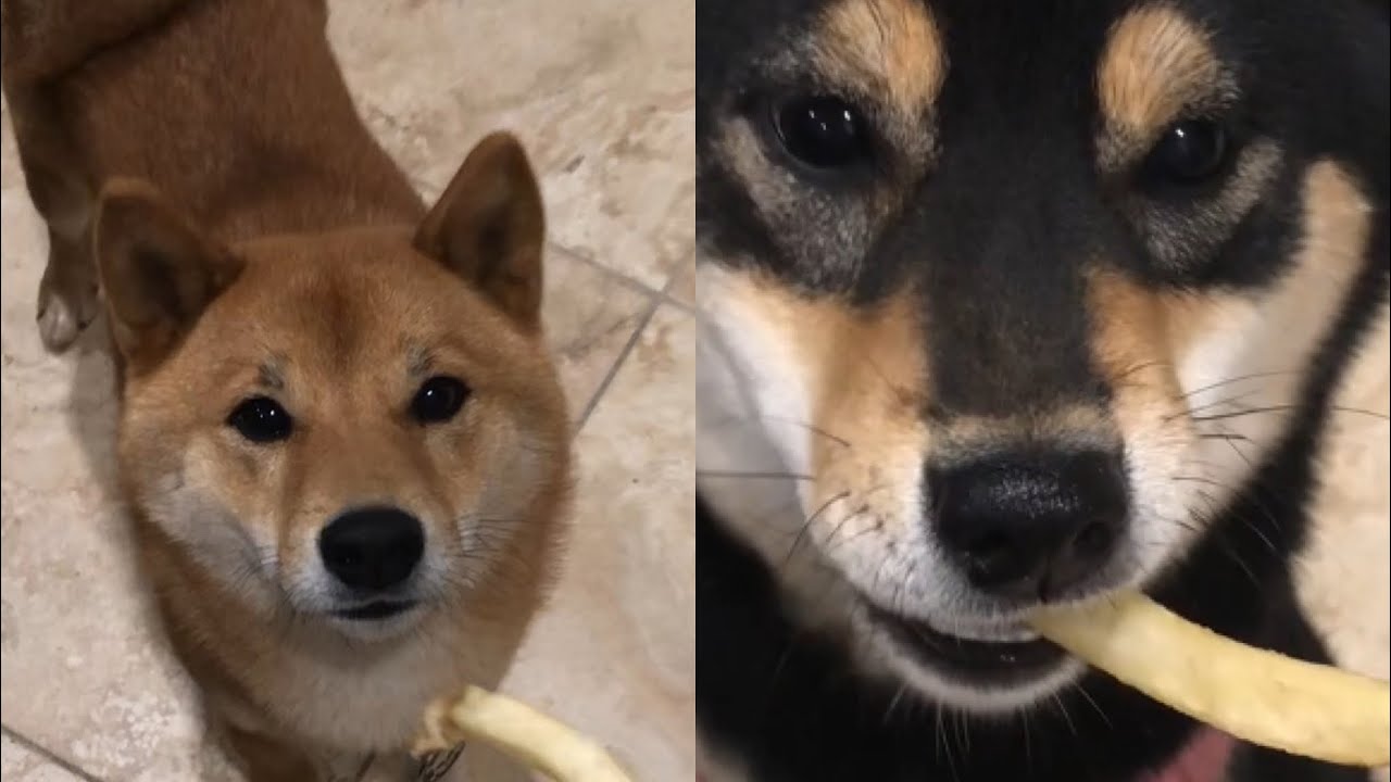Shiba Inus vs French Fry - YouTube