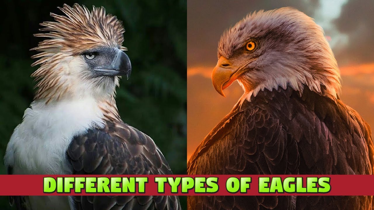 Different Types of Eagles in the World - Educational Video for Kids # ...