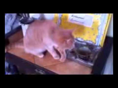 Restaurant chinois pour chats - YouTube