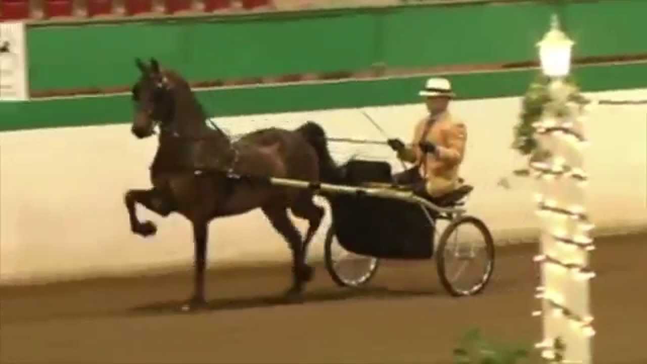SOLD! LEDYARD PERFECT MANHATTAN: Morgan Stallion For Sale - YouTube