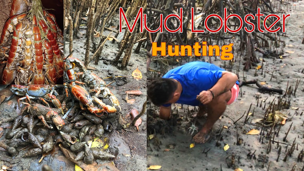 Mud Lobster 🦞 hunting at bamban masinloc zambales | Buhay probinsya ...
