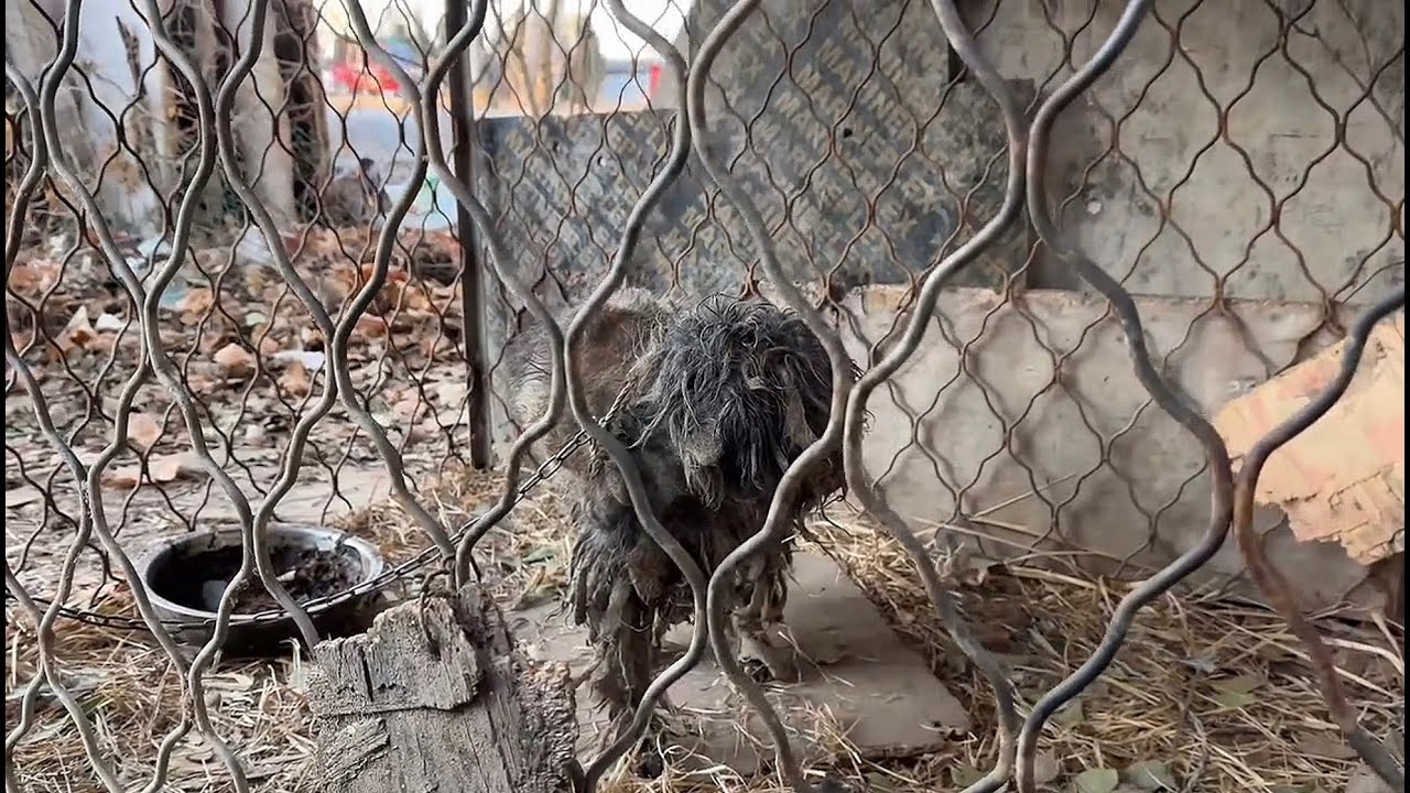 rescue of a dog locked up for 3 years without care | Rescuedog TV - YouTube