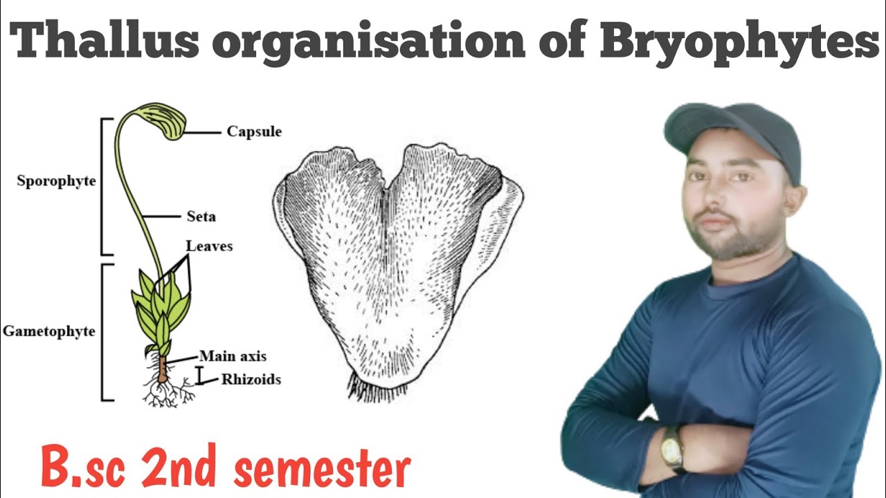 Range of thallus organisation in Bryophytes B.sc 2nd semester ...