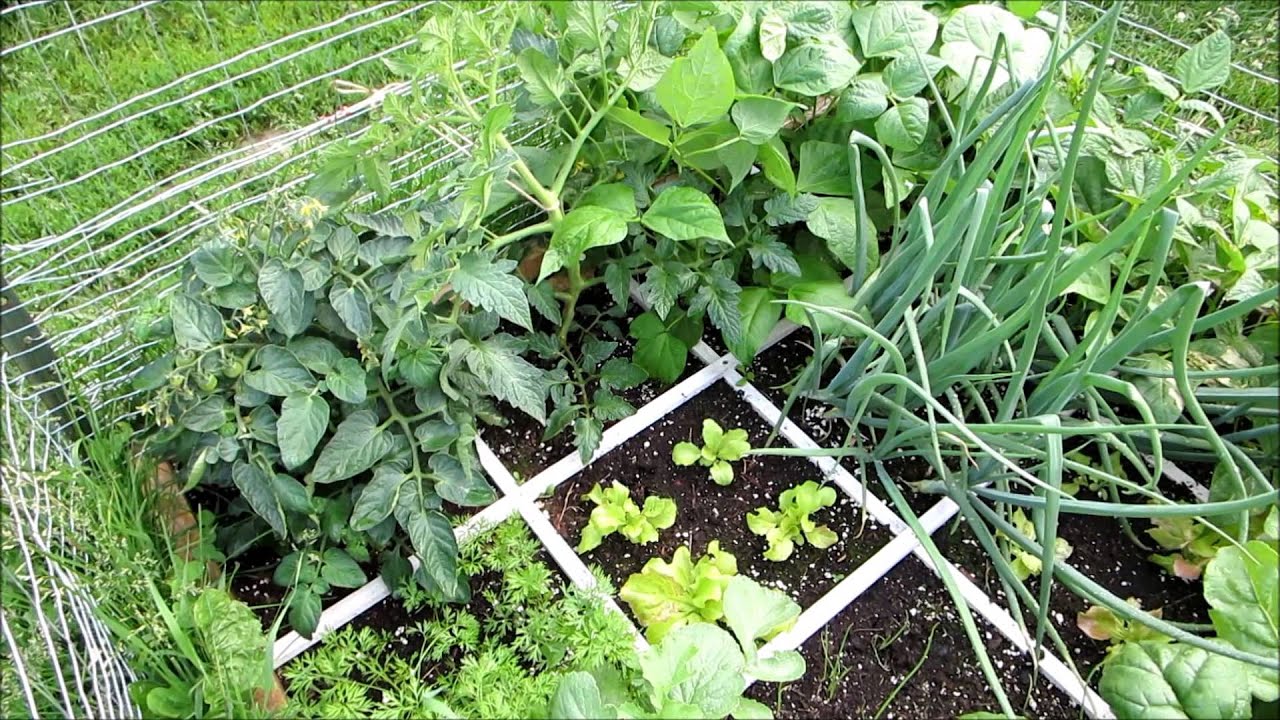 SFG Update 4 June28 2014 and Kratky conclusion Potatoes and Grapes ...