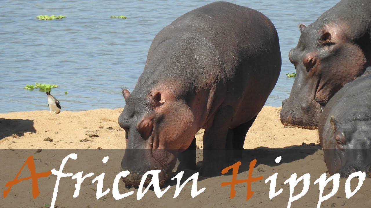 African Hippopotamus Out Of Water In Kruger National Park (Hippo Sounds ...