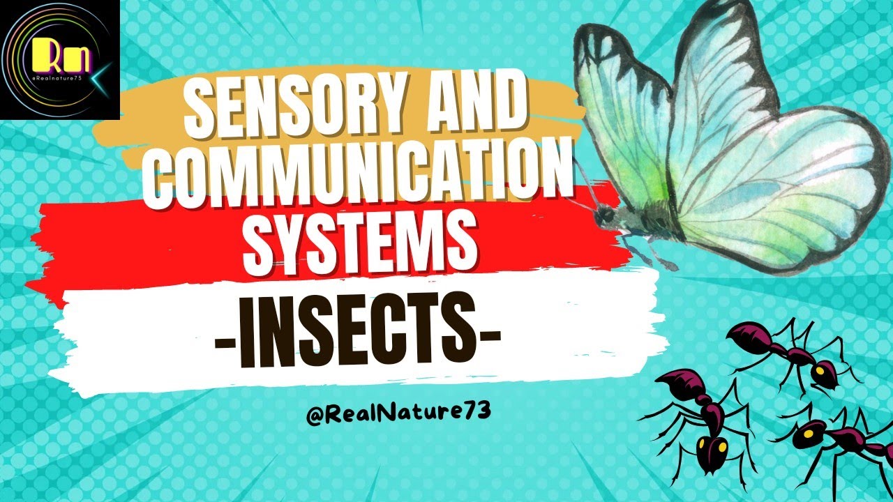 Insect sensory and communication systems #insects #education #news # ...