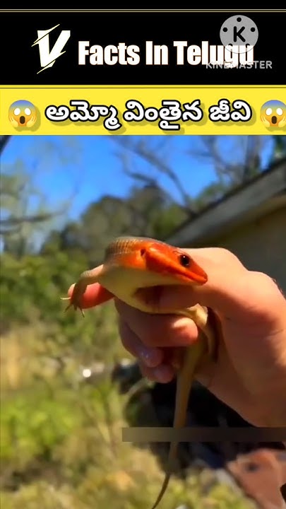 ⚡అమ్మో వింతైన జీవి 😱 | Interesting Facts Telugu | Unknown Facts Telugu #shorts #youtubeshorts # ...