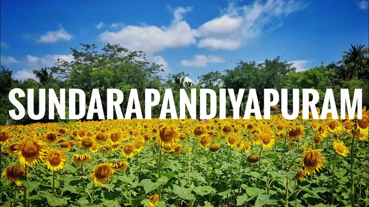 പോകുന്നവർ പെടാതിരിക്കാൻ Sundarapandiyapuram Sunflower Garden. Latest 29 ...
