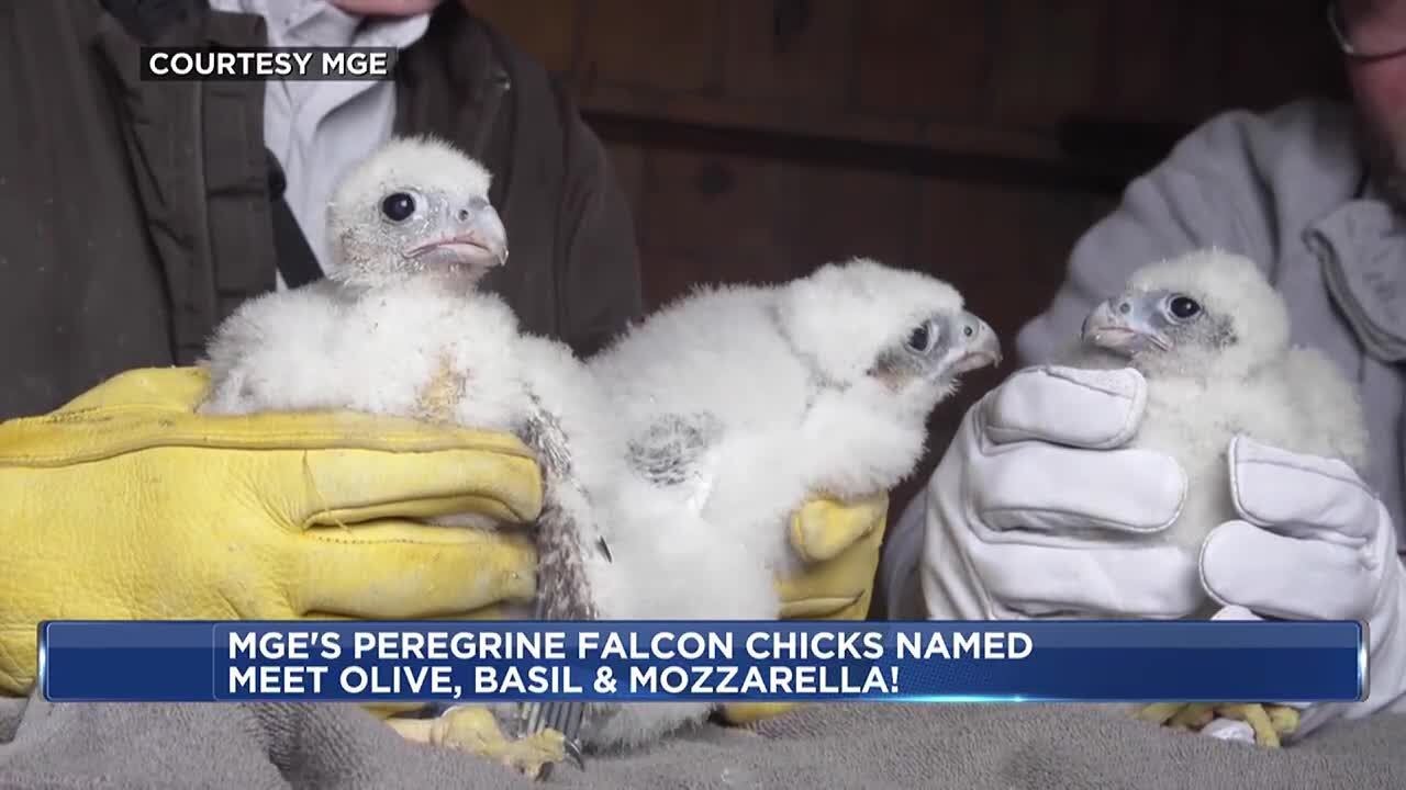MGE peregrine falcon chicks’ names inspired by pizza toppings - YouTube