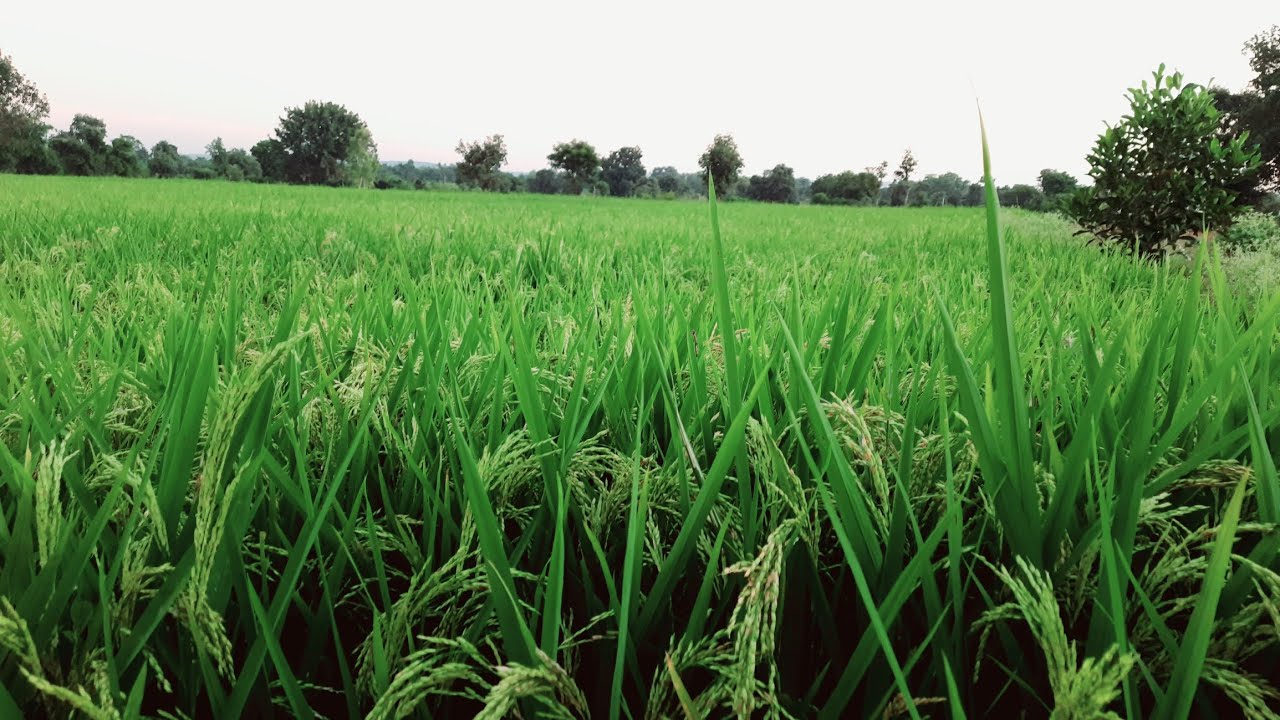 farmer status kisan ki kheti || Form house || Khet kisan crops || best ...