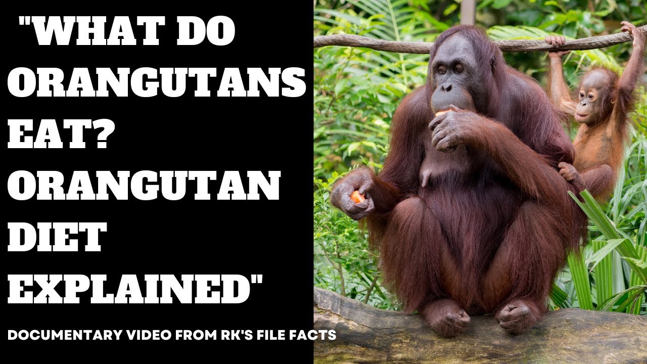 What Do Orangutans Eat Orangutan Diet Explained - YouTube