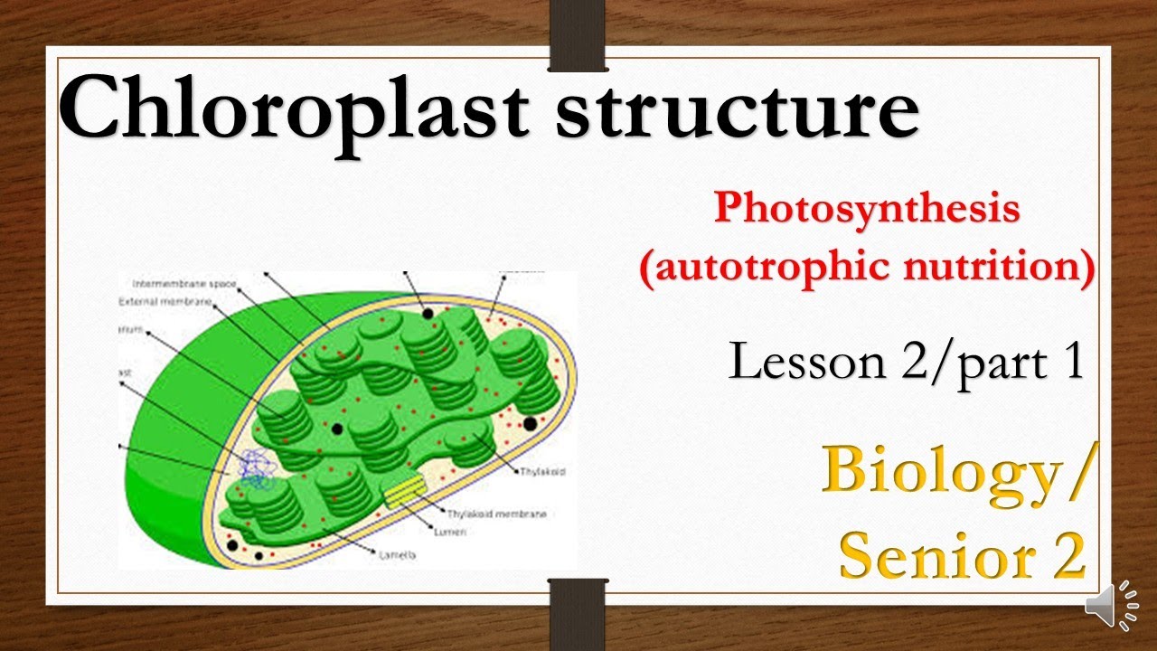 chloroplast structure and function (photoynthesis processe)2nd ...