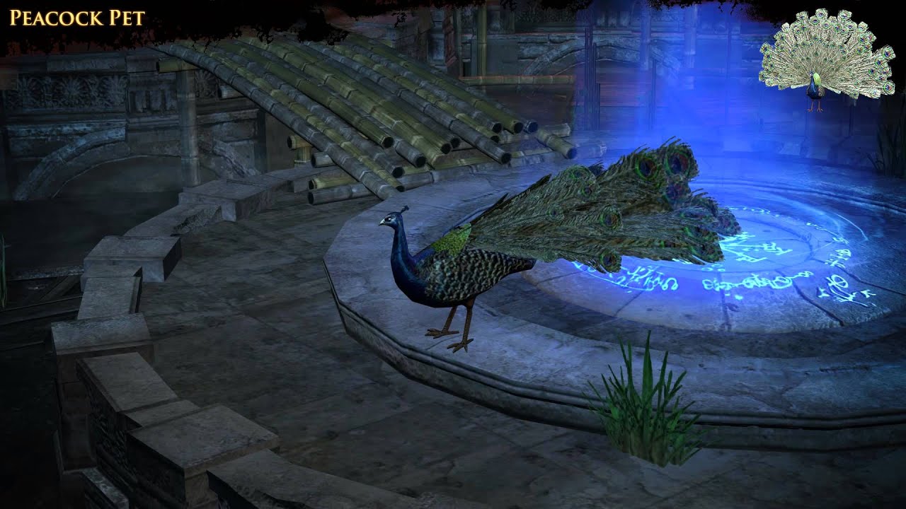 Path of Exile - Peacock Pet - YouTube
