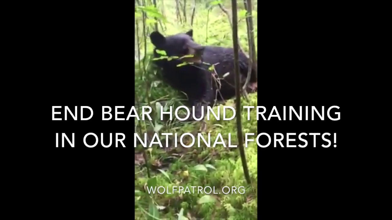 This is What Bear Hound Training in Wisconsin Looks Like... - YouTube