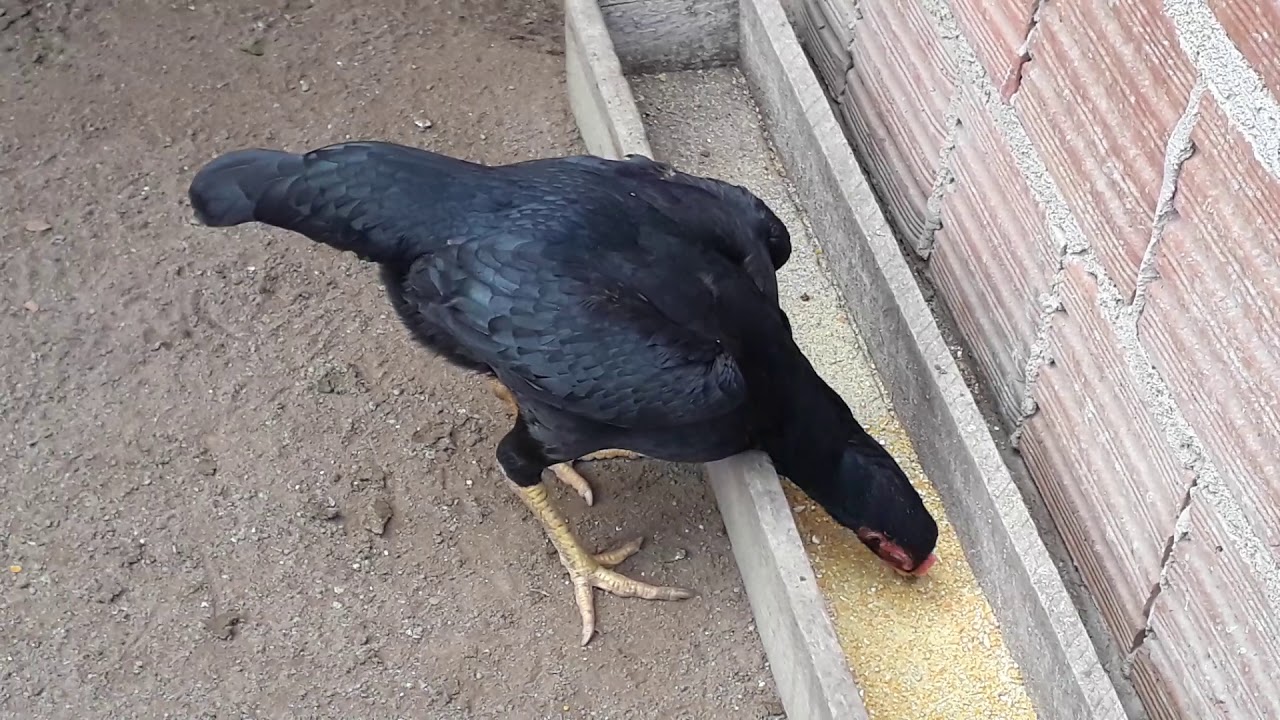 Reprodutor Carijo - YouTube