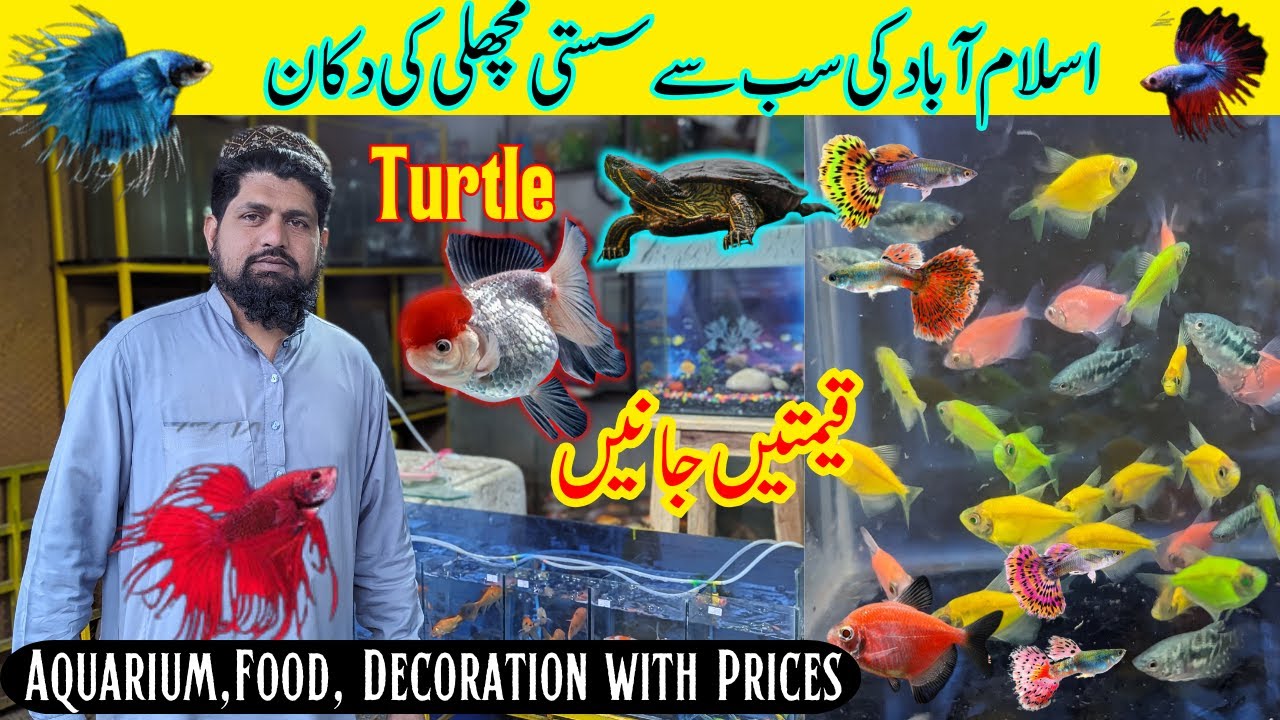 Fish Aquarium Shop Aquarium Fish Price in Pakistan | Fishes | Fish tank ...