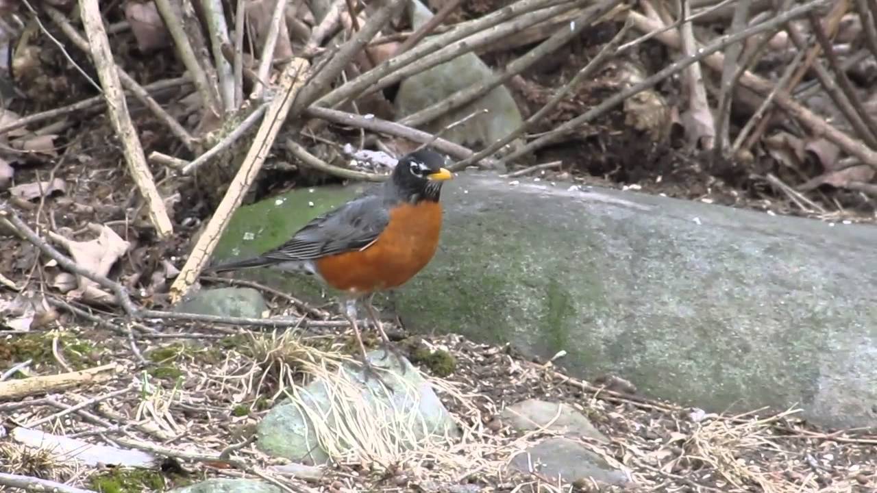 Robin (Spring is here!) HD - YouTube