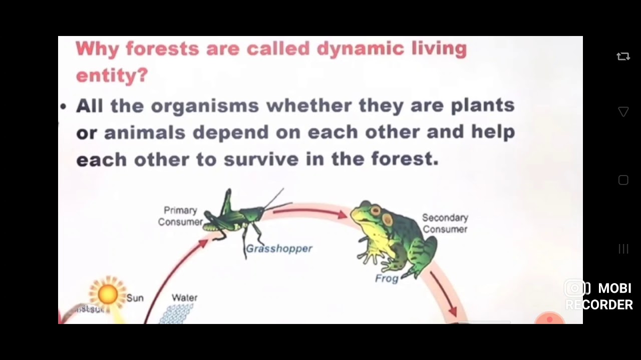 dynamic living entity, noise polution ,soil erosion - YouTube