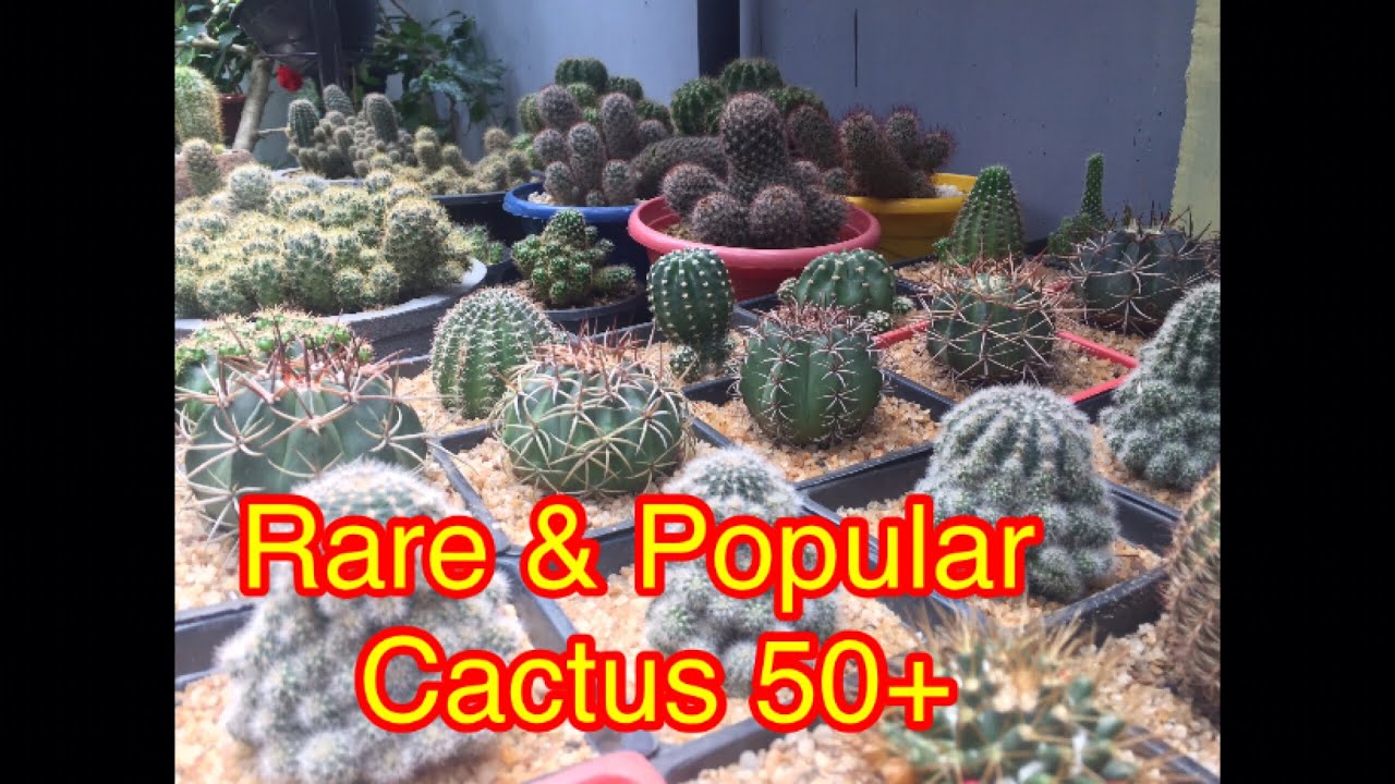 Cactus/දුර්ලභ හා ජනප්‍රිය පතොක් වර්ග/ Cactus varieties/pathok warga ...