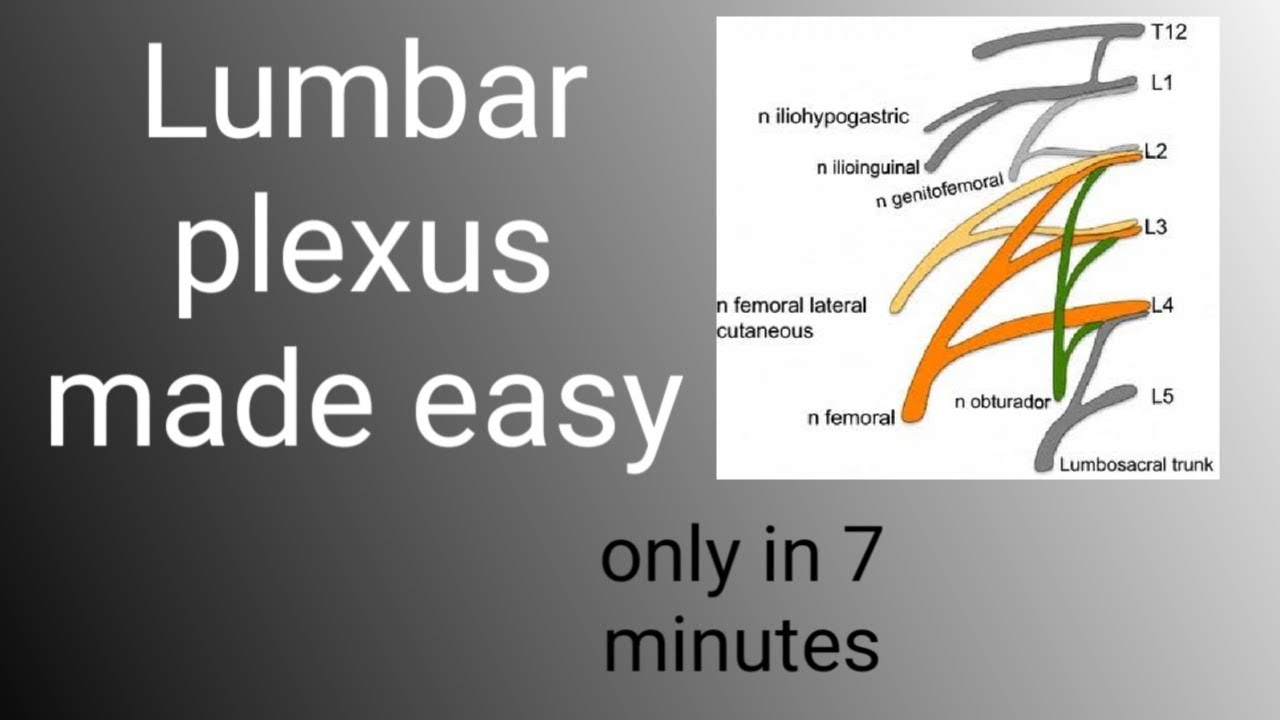 Lumbar Plexus Easy | Lower Limb anatomy | MBBS phase 1 | Easy - YouTube