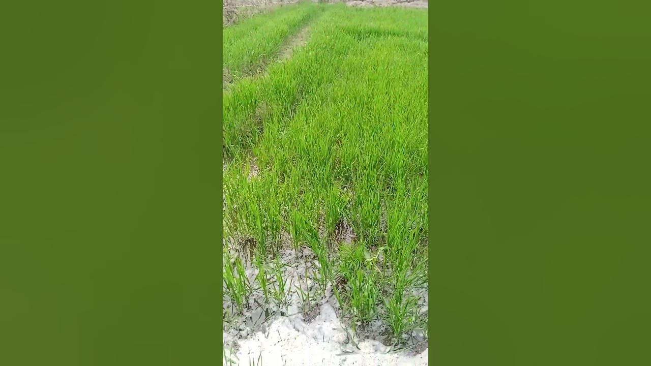 khet me Pani - YouTube