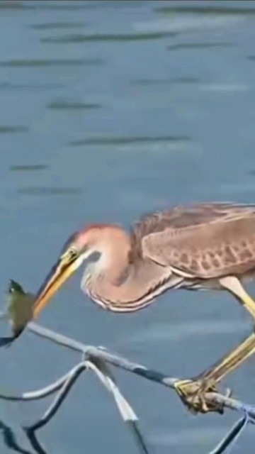 Burung cangak besar ni #burung #birds - YouTube