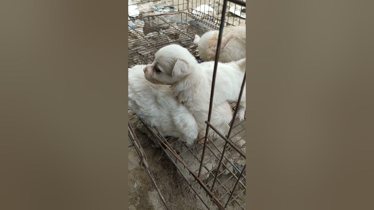 اسعار الكلاب في السوق الجمعه الجزء الثاني 🐕🐕 Youtube