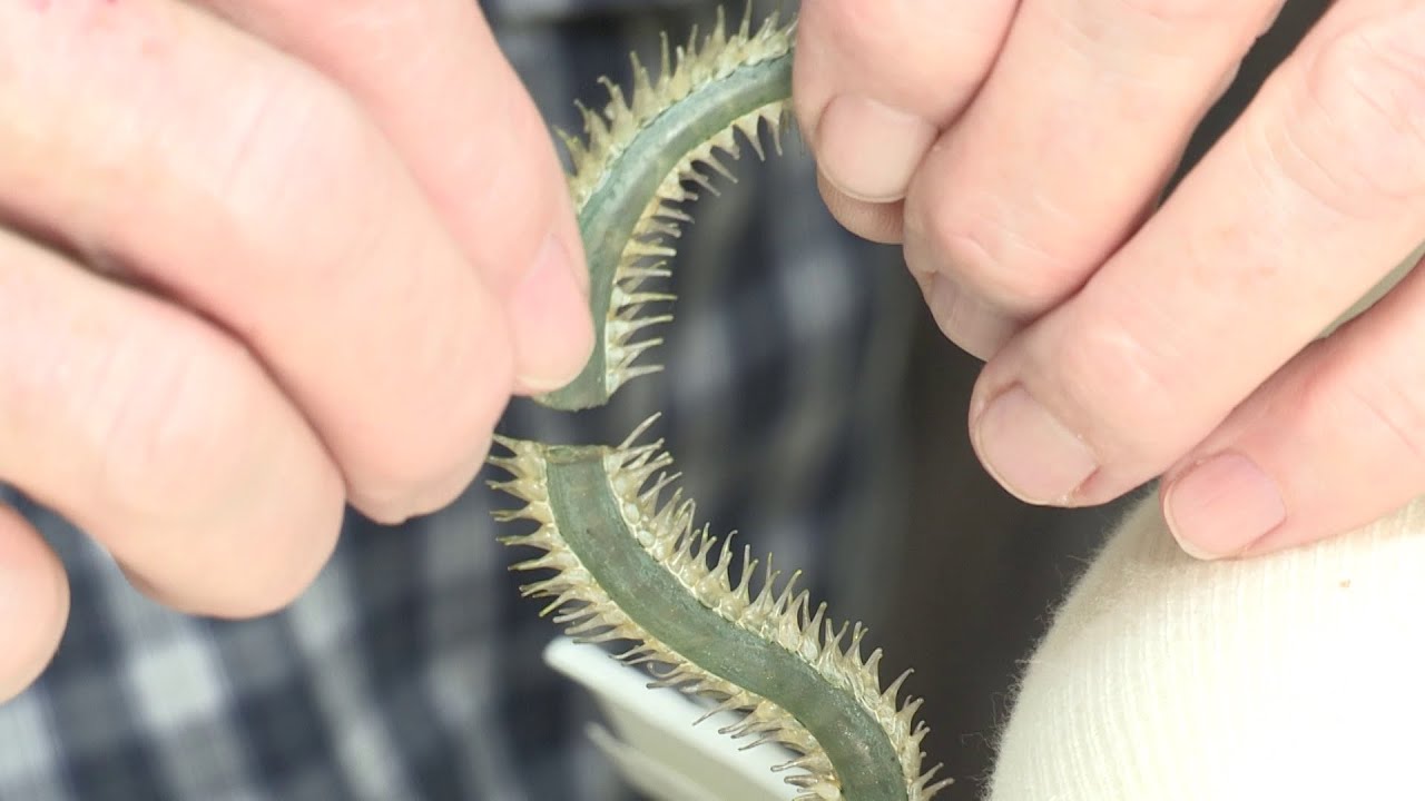 Glass Conservation: The Blaschka Marine Invertebrate Glass Models - YouTube