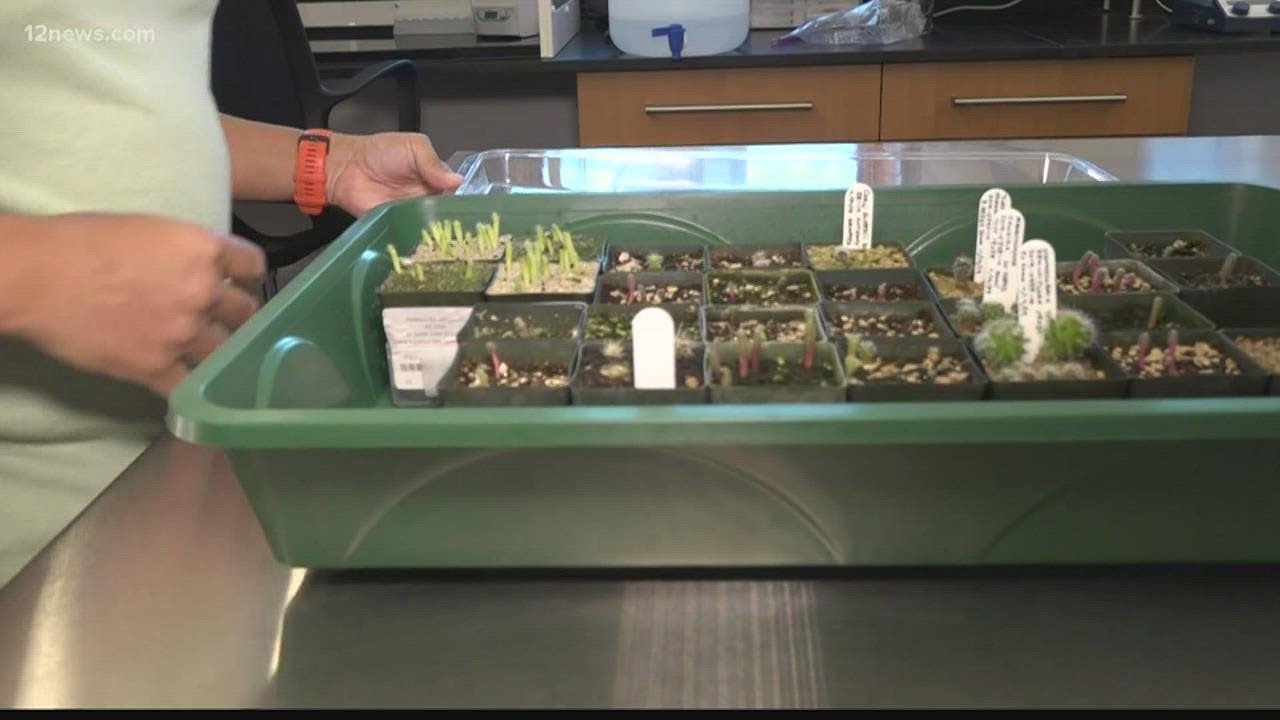 Rare and endangered seed bank looking to keep unique Arizona plants ...