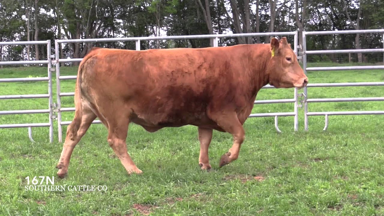 Southern Cattle Co 167n - YouTube