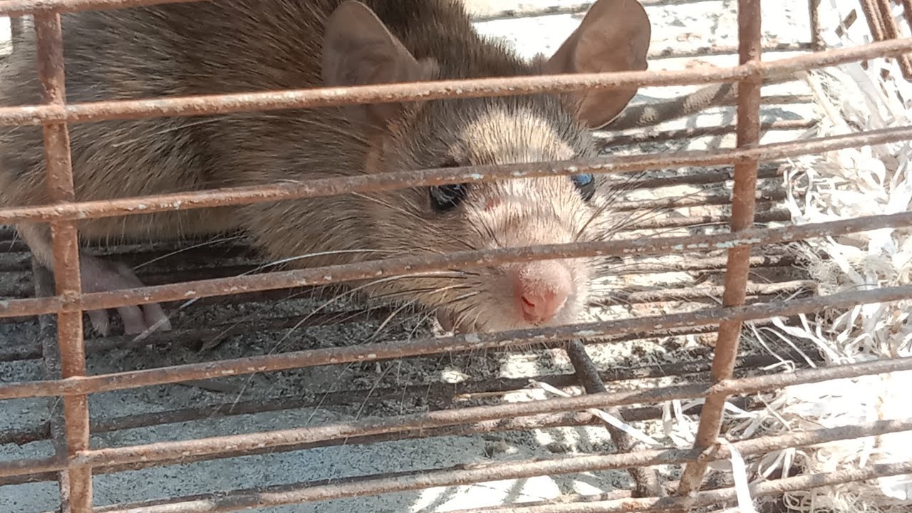 The rat stuck in the forest ,cow, dog, rat, gote, Chicken , All animals ...