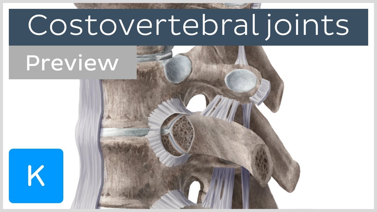 Costovertebral Joints And Ligaments preview Human Anatomy Kenhub Costovertebral Joints And Ligaments preview Human Anatomy Kenhub