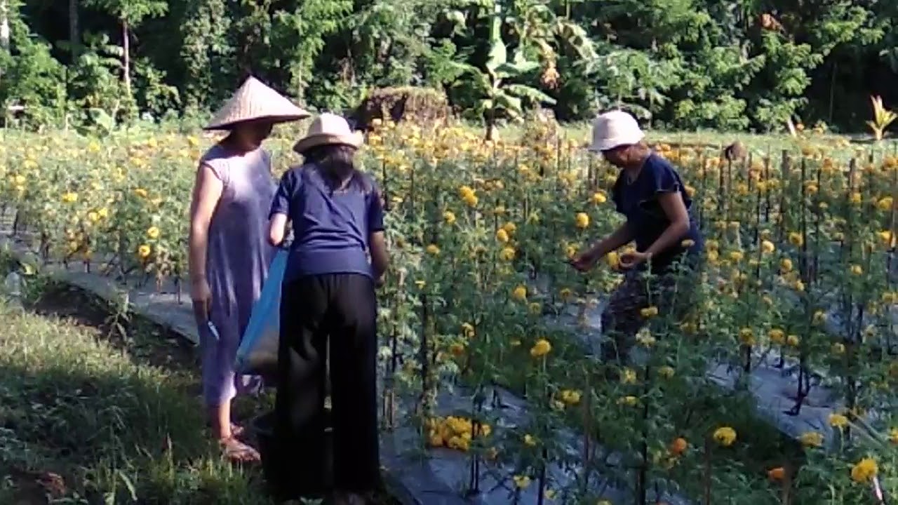 Petik Bunga Mitir Negaroa(2) - YouTube