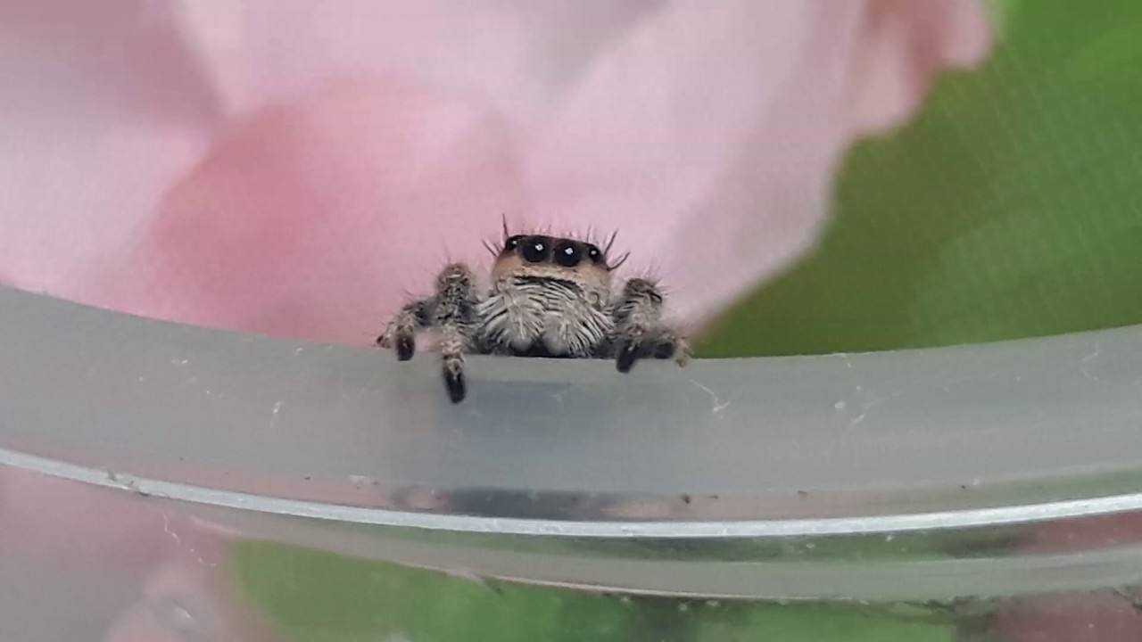 Baby Jumping Spider - YouTube