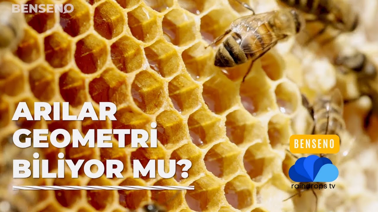 ARILAR GEOMETRİ BİLİYOR MU? - BENSENO- yeni bölüm - YouTube